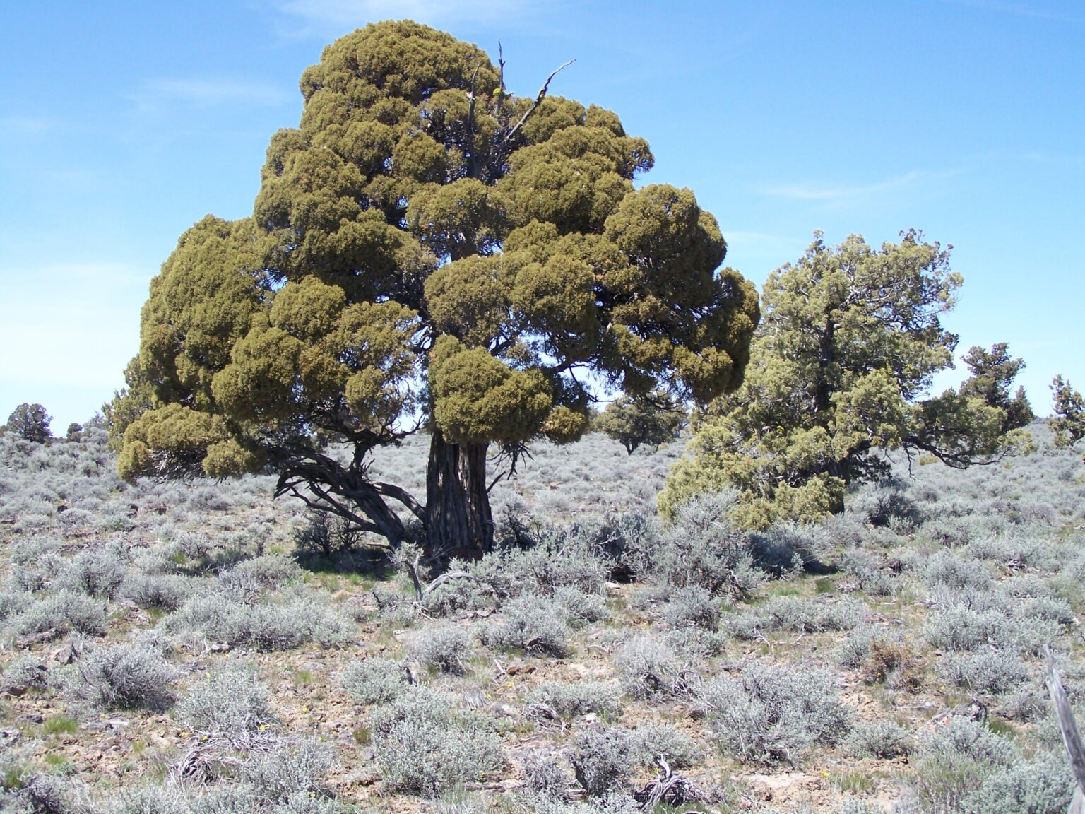 2025 PNW SRM Spring Meeting - PNWSRM